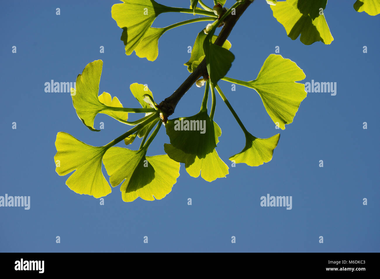 Translucent light hi-res stock photography and images - Alamy