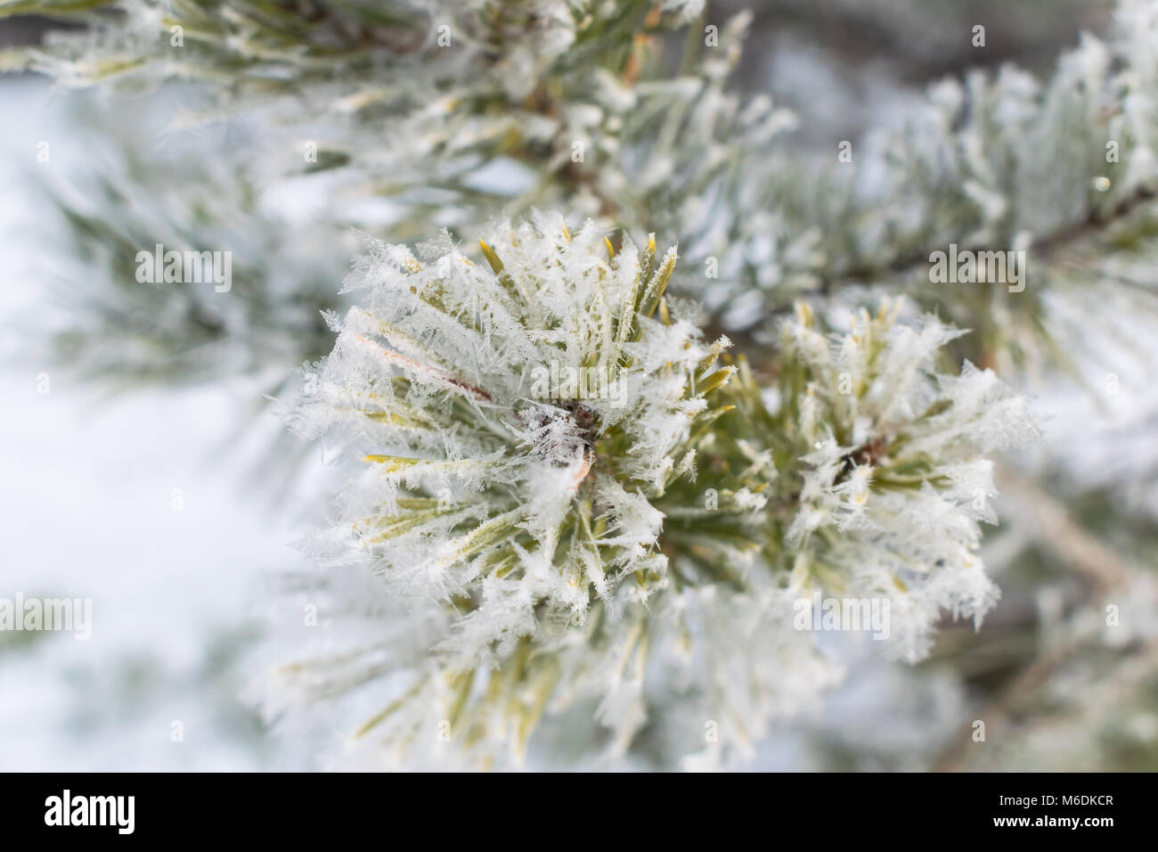 Pines covered with ice on a winter morning Stock Photo - Alamy