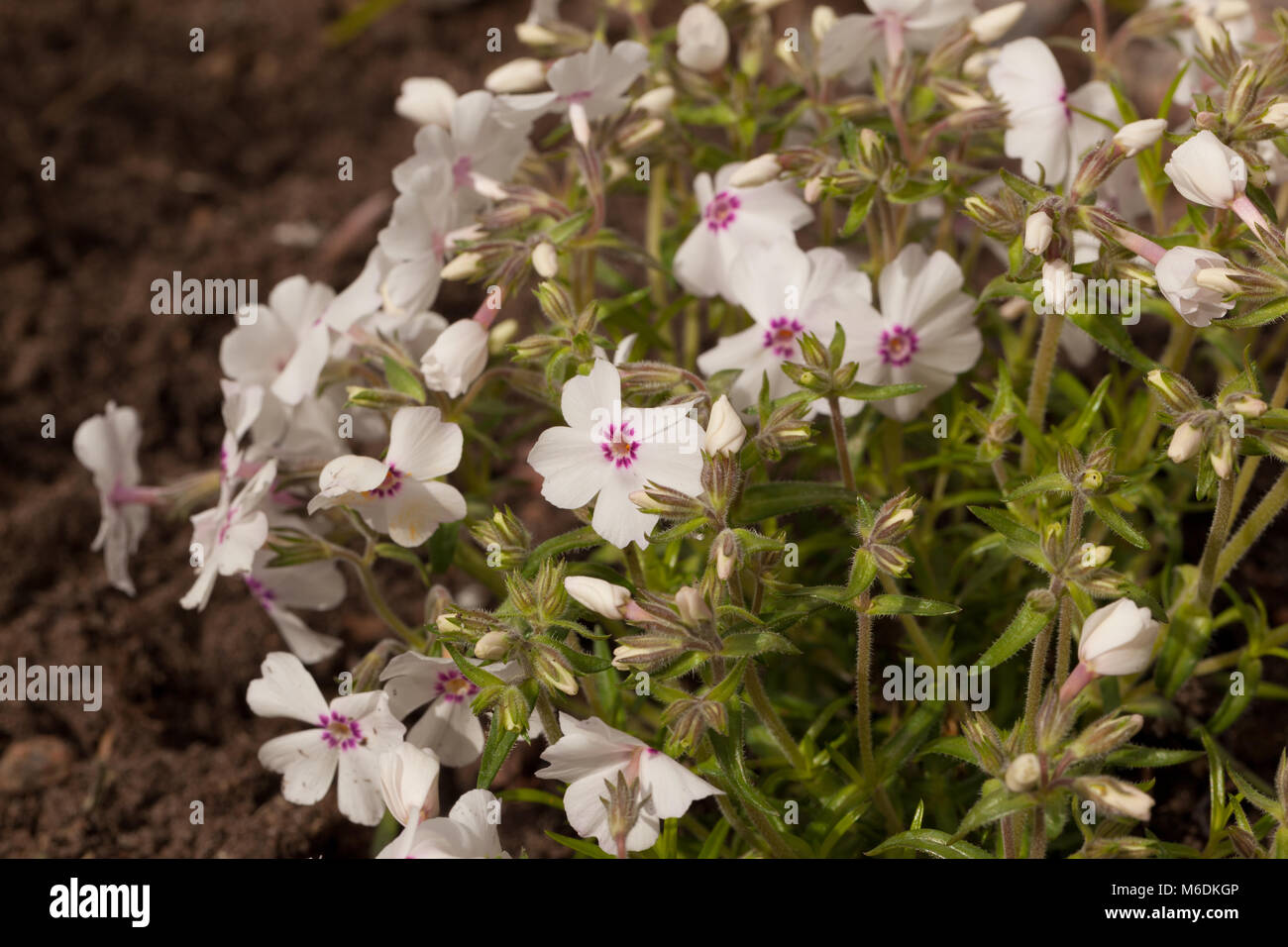 'Amazing Grace' Creeping phlox, Mossflox (Phlox subulata Stock Photo ...