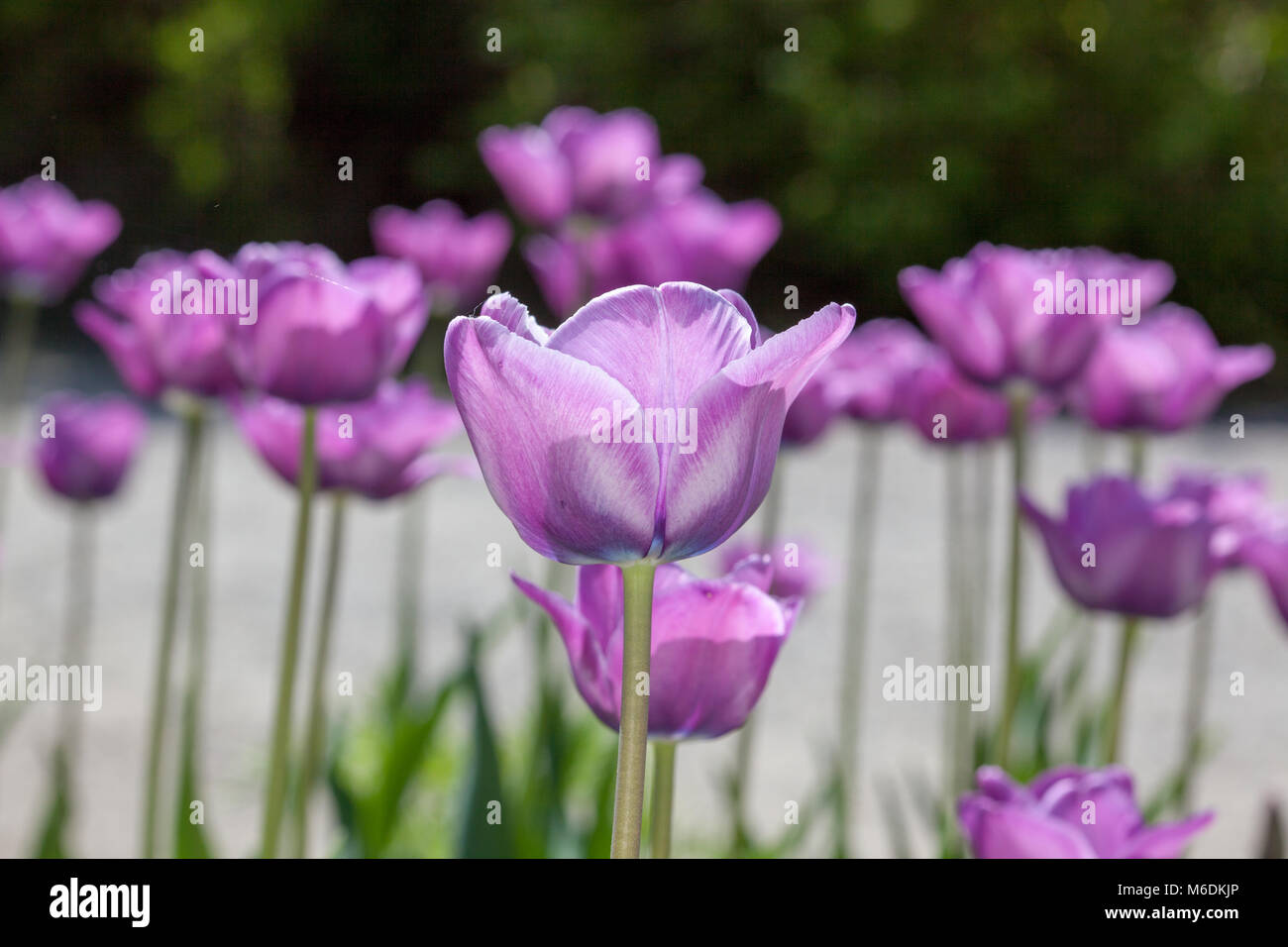 Bleu aimable tulip hi-res stock photography and images - Alamy