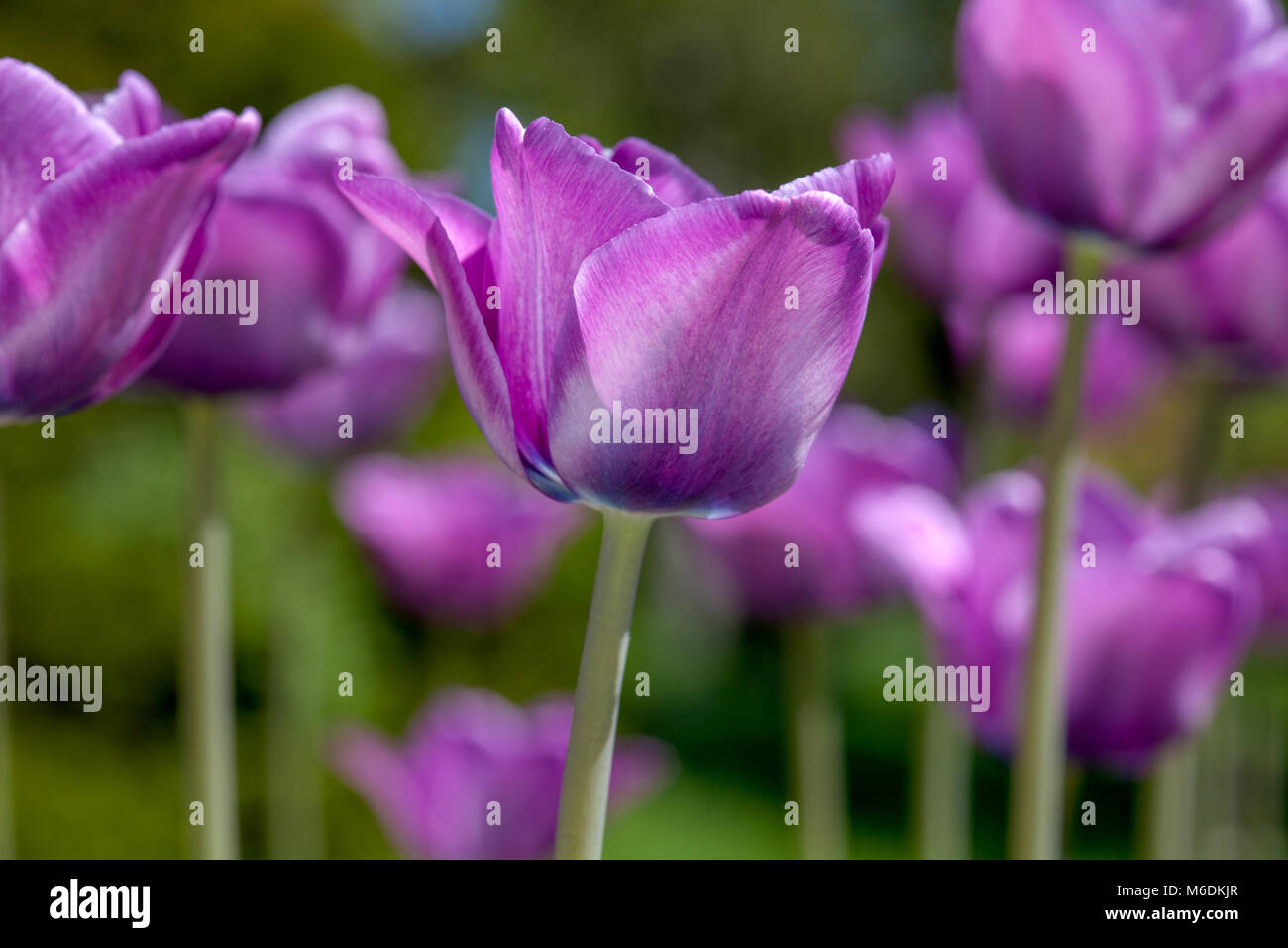 'Bleu Aimable' Single Late Tulip, Sen enkelblommande tulpan (Tulipa ...