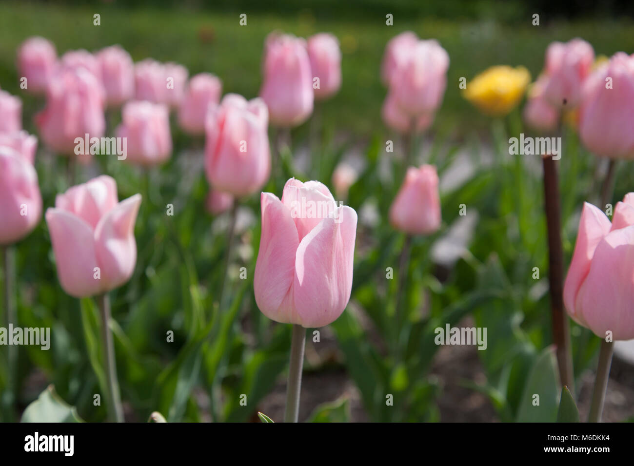 'Apricot Beauty' Single Early Tulip, Tidig enkel tulpan (Tulipa gesneriana Stock Photo - Alamy