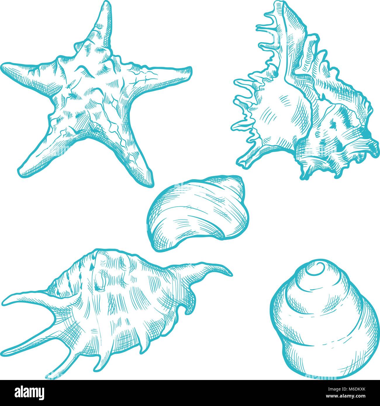 Sea shells and star. Hand drawn illustration Stock Vector Image & Art ...