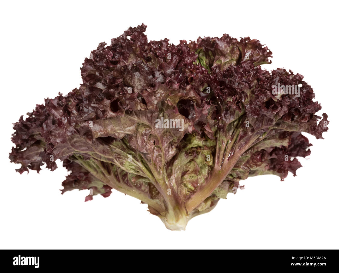 Lush dark violet lettuce leaves. High resolution photo Stock Photo - Alamy