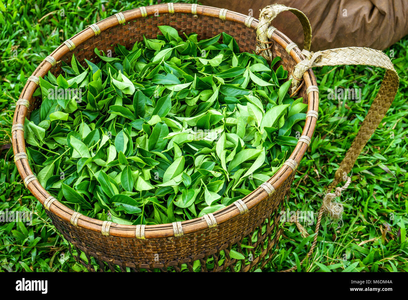 Bao Loc tea hill, green landscape background, green leaf. Bao Loc, Da ...