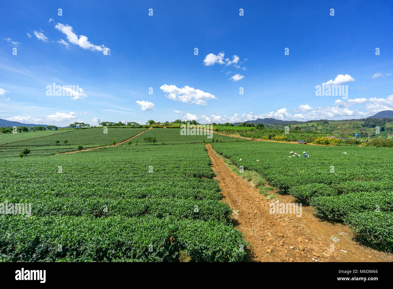 Bao Loc tea hill, green landscape background, green leaf. Bao Loc, Lam ...