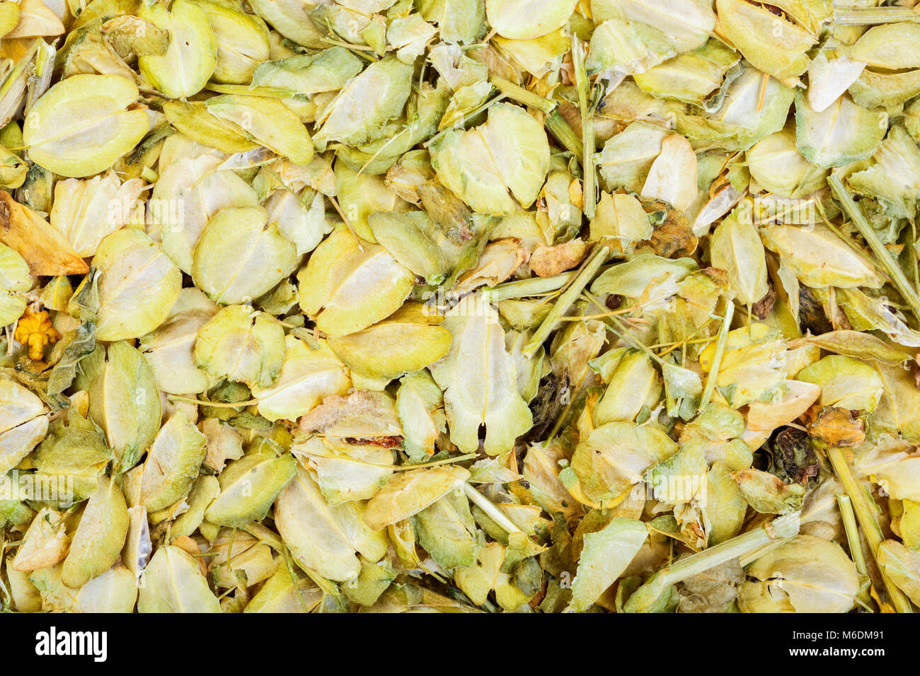 Penny weed hi-res stock photography and images - Alamy