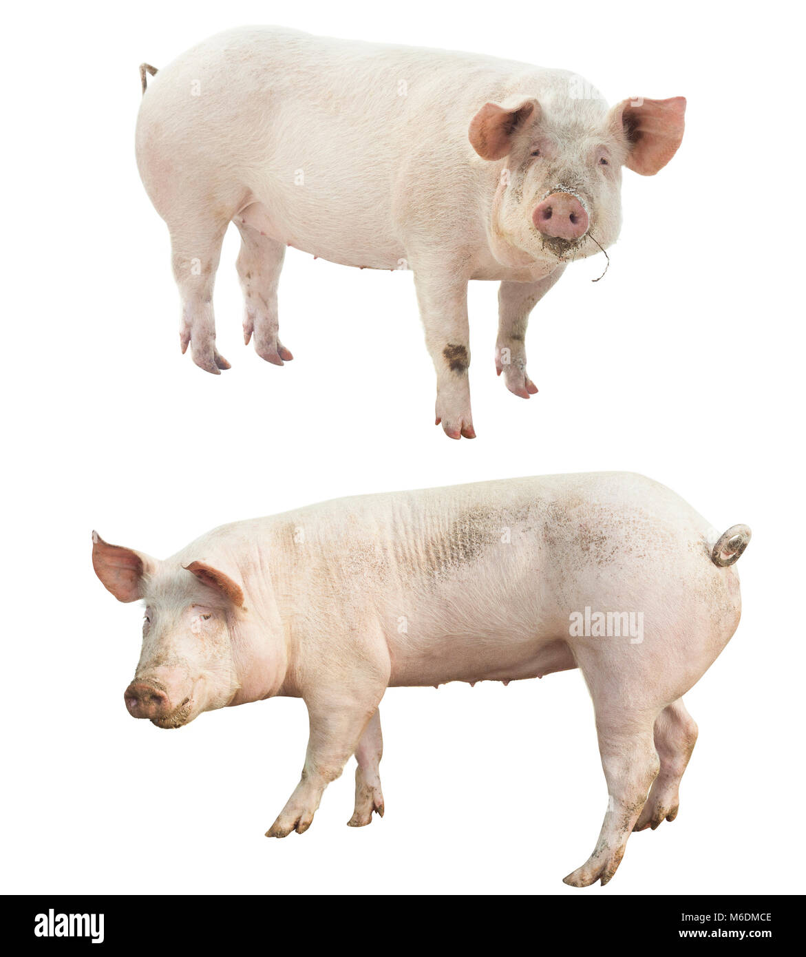 set of farm animal. pig isolated on white bac Stock Photo - Alamy