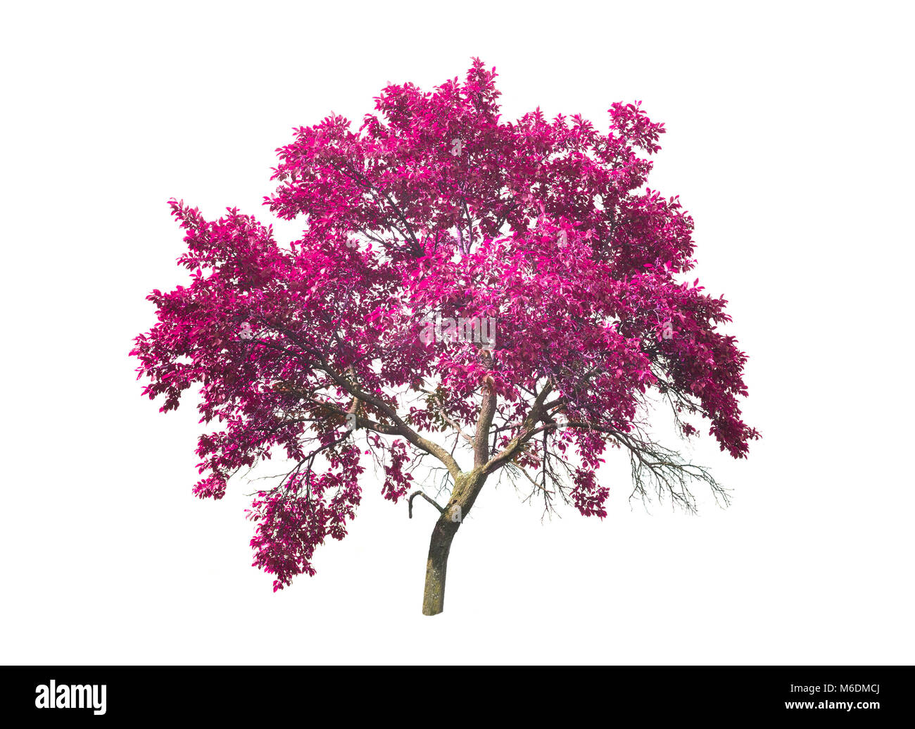 abstract pink or purple tree isolated on white background Stock Photo ...