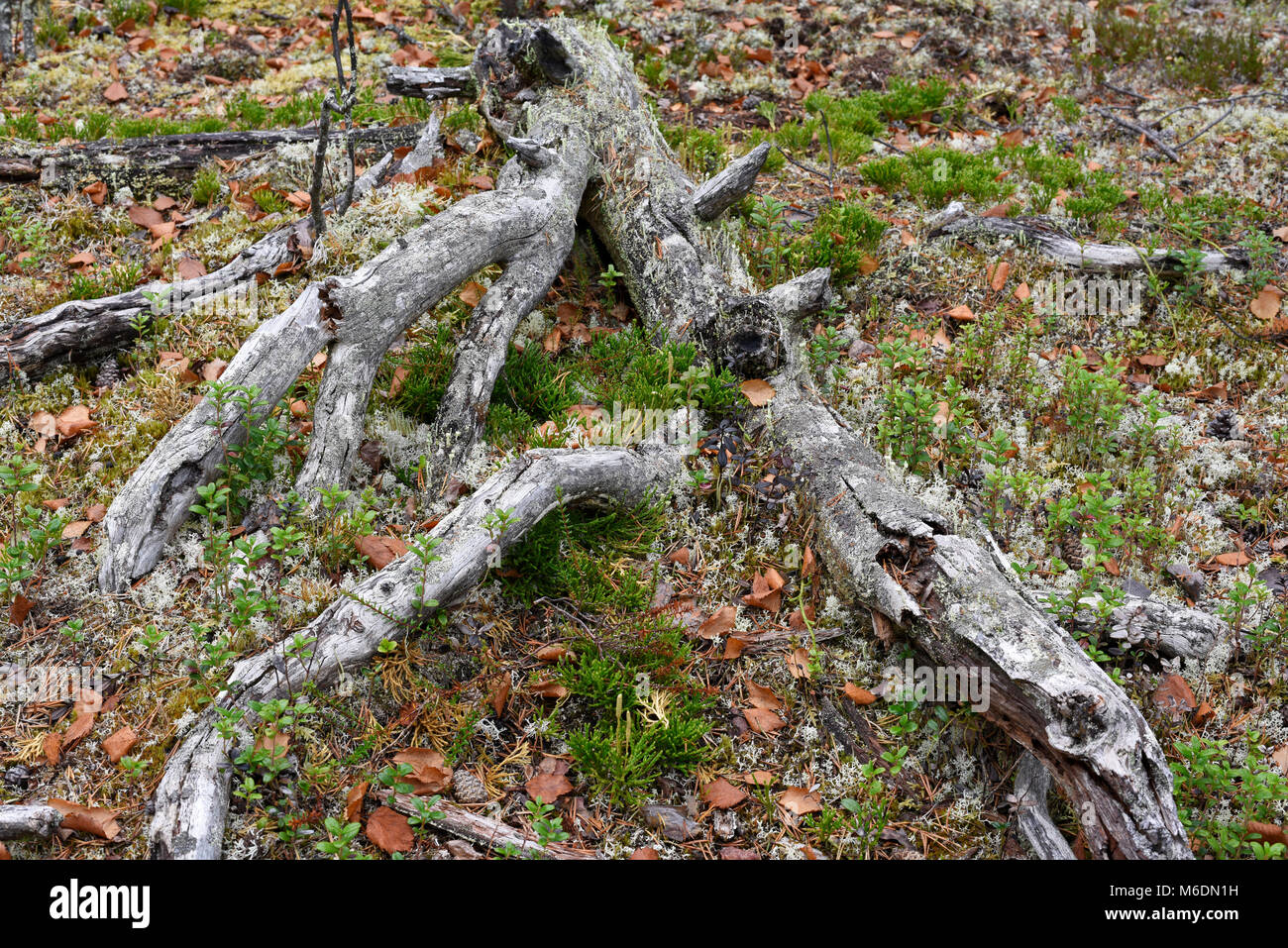 Decaying tree roots and diverse flora in the woods around Hotel ...