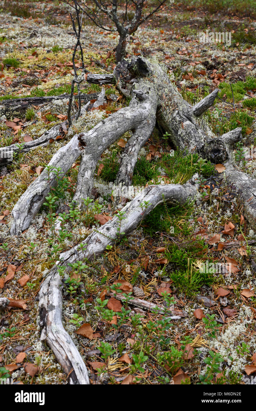 Decaying tree roots and diverse flora in the woods around Hotel ...