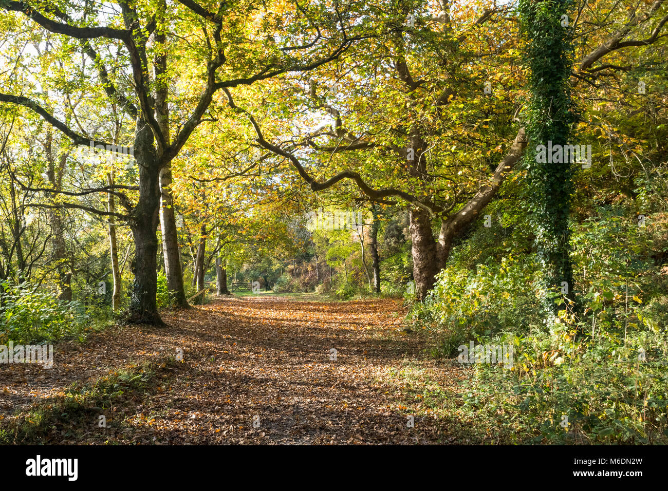 Early Autumn View Along Rolle Road, Site of the Victorian Rolle Canal ...