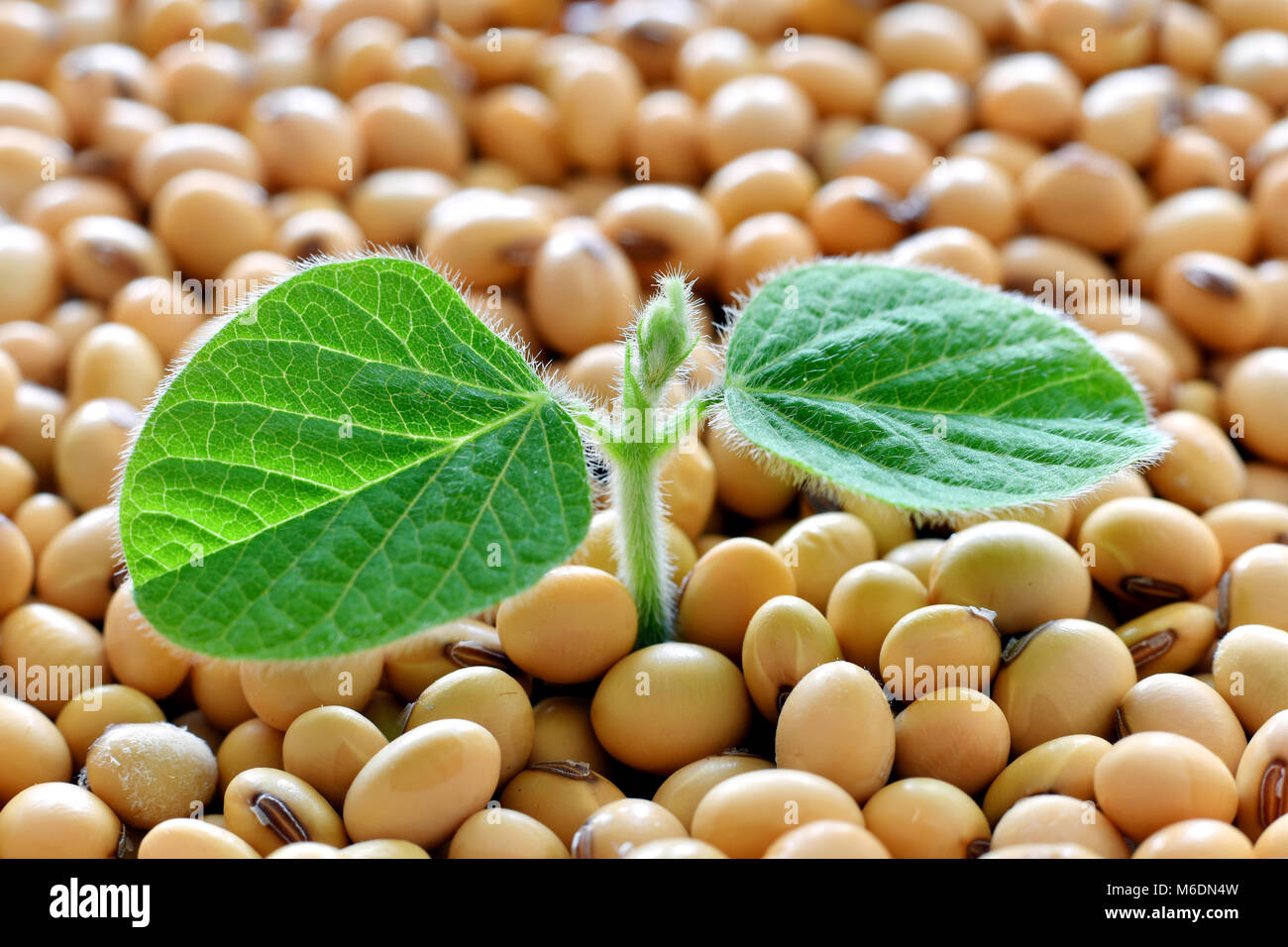 Soya seed germination hi-res stock photography and images - Alamy