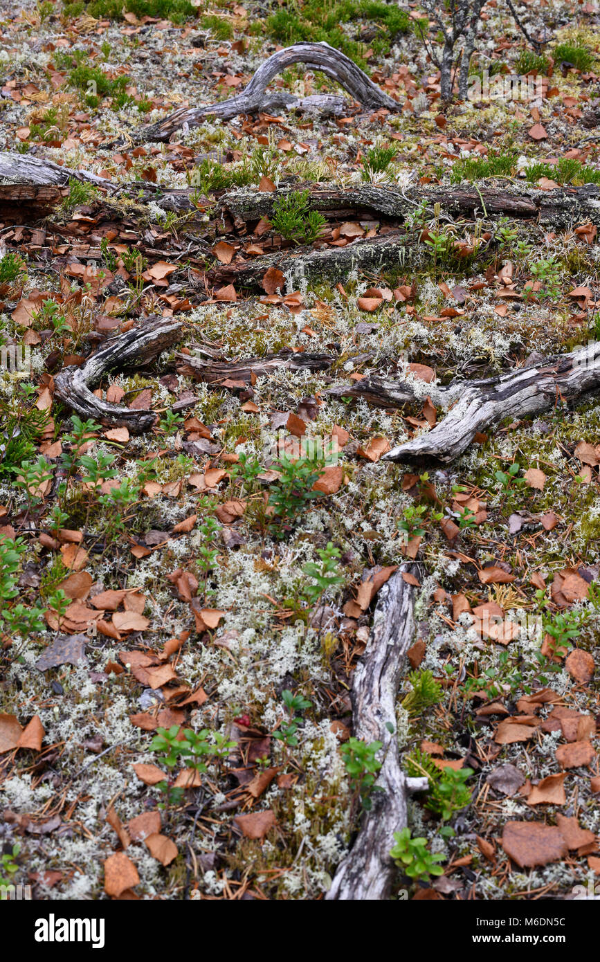 Decaying tree roots and diverse flora in the woods around Hotel ...