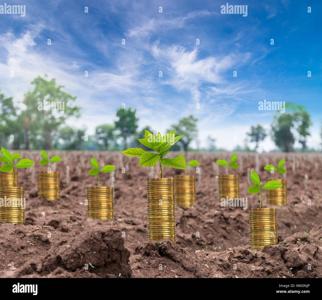 stack of gold coins with seed on the start cultivation Cassava or ...