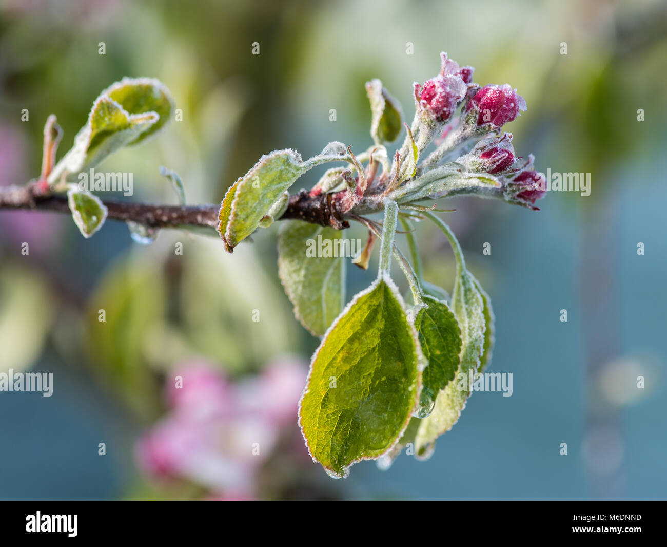 Blooming apple frost 6 Stock Photo - Alamy