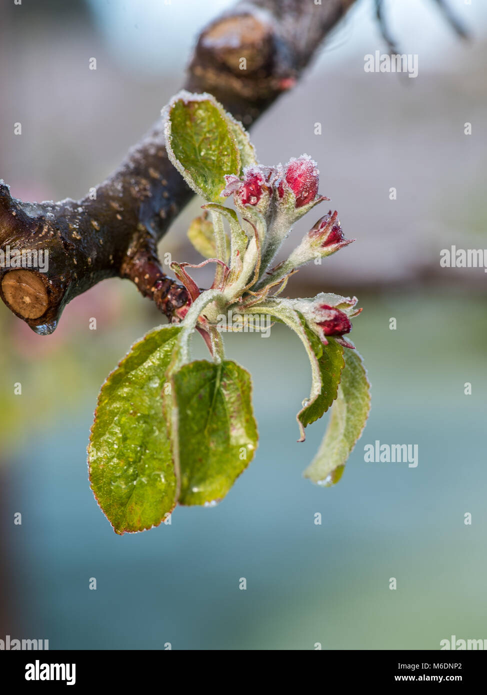 Blooming apple frost 12 Stock Photo - Alamy