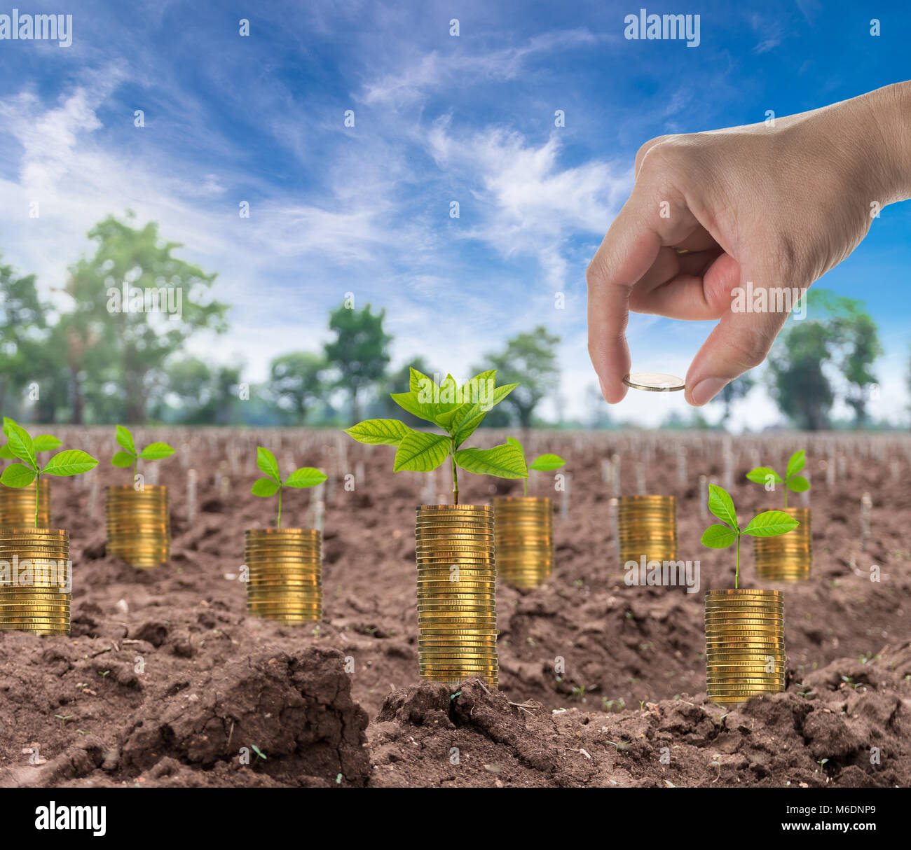 Hand holding the seed on stack of gold coins with seed on the start ...