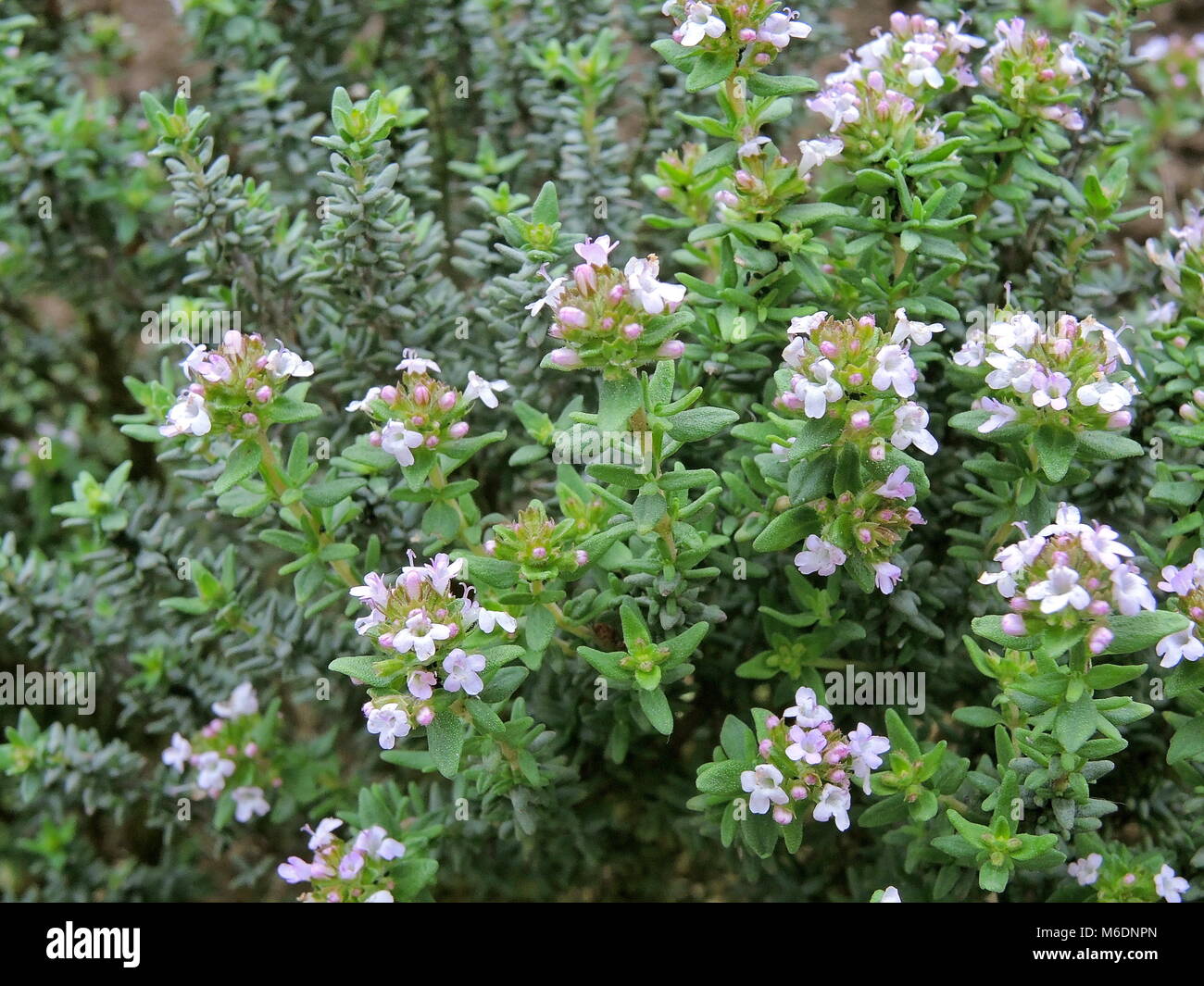 Blooming thyme 1 Stock Photo - Alamy