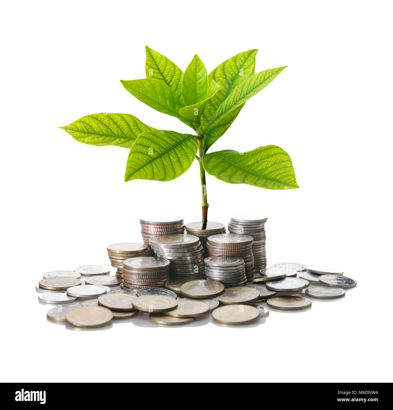 stacks of mix coins with seed on white background Stock Photo - Alamy