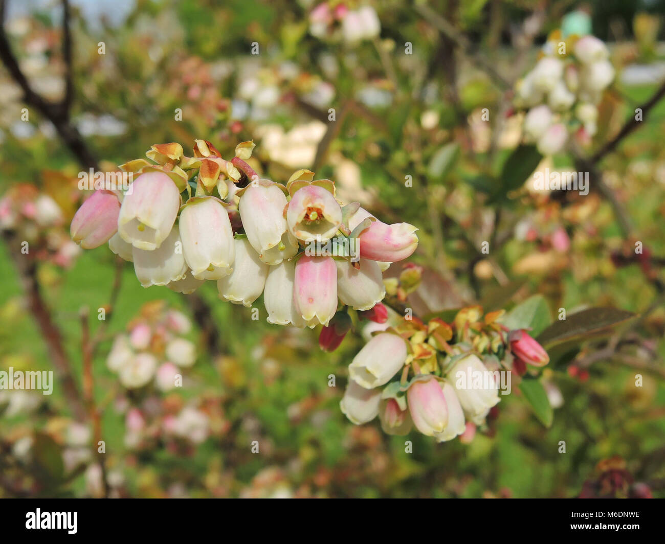 Blueberry blossom hi-res stock photography and images - Alamy