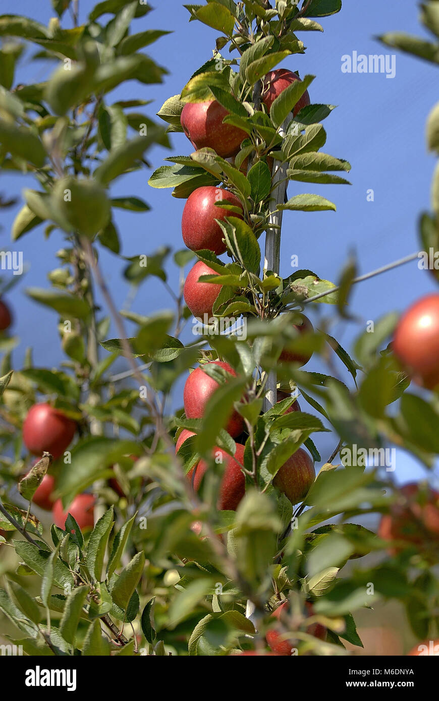 Braeburn apple 6 Stock Photo - Alamy
