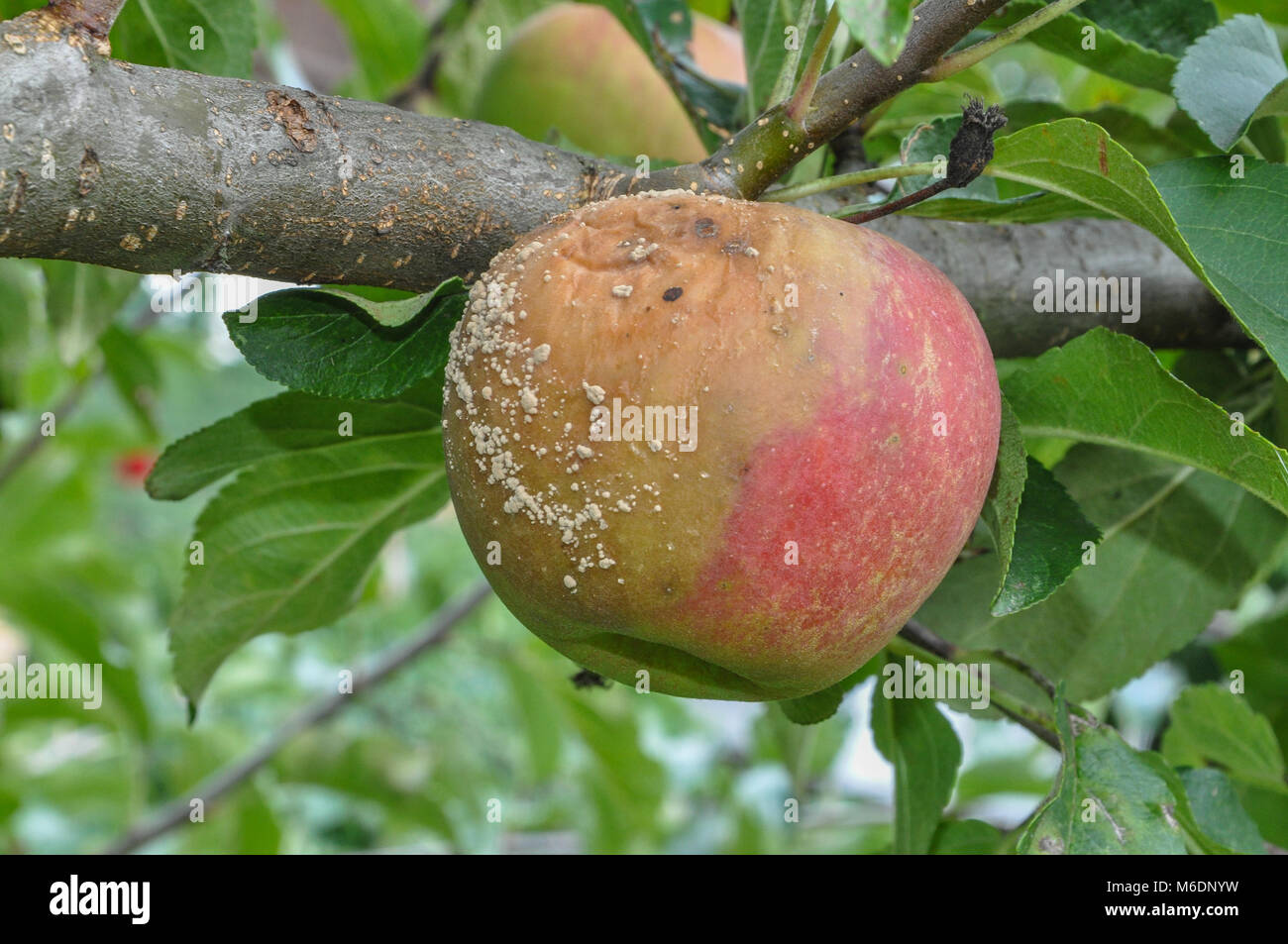 brown rot 3 Stock Photo - Alamy
