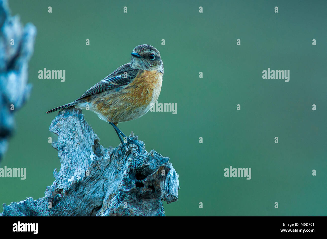 Female whinchat hi-res stock photography and images - Alamy