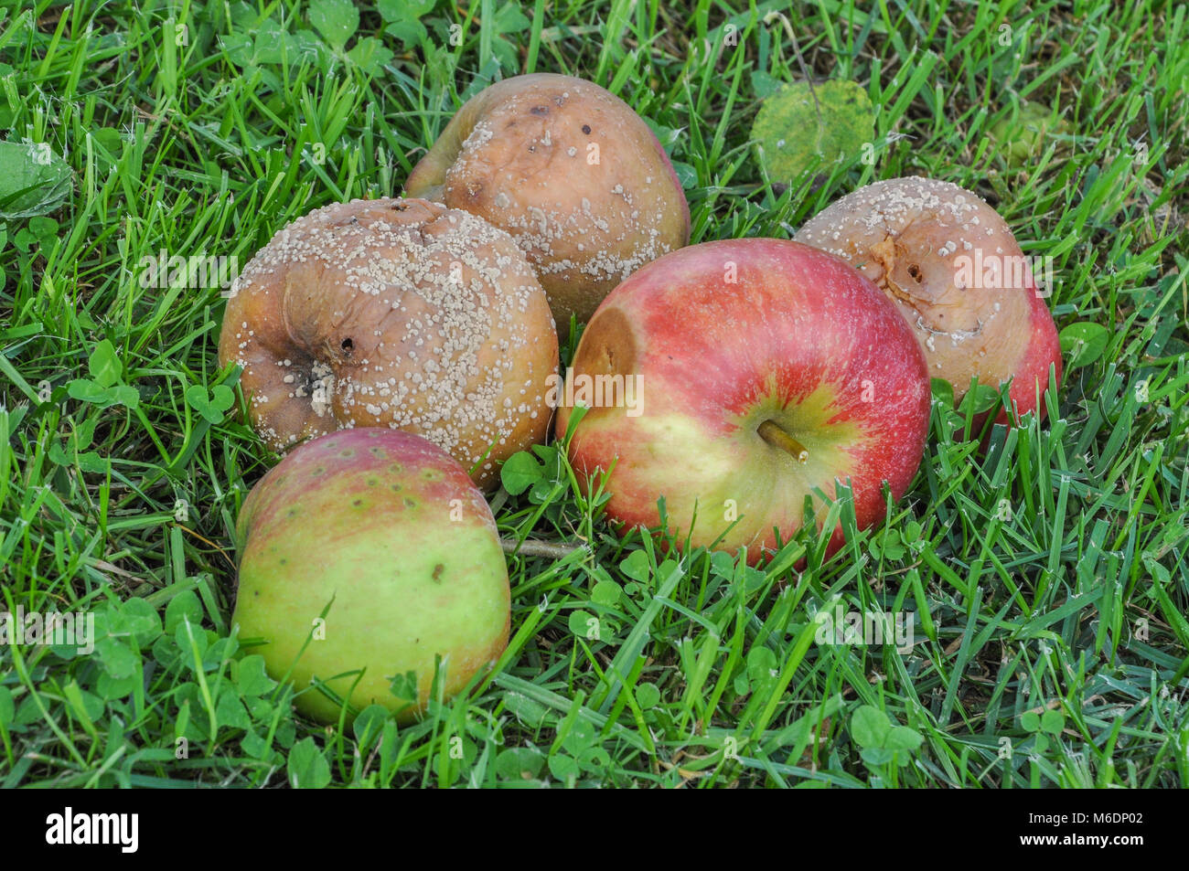 brown rot 4 Stock Photo - Alamy