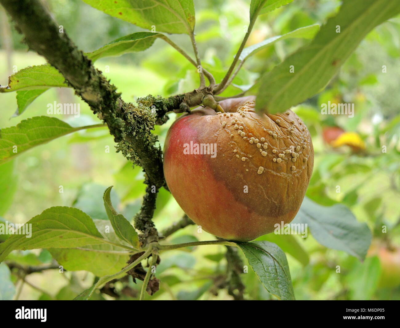 brown rot 5 Stock Photo - Alamy