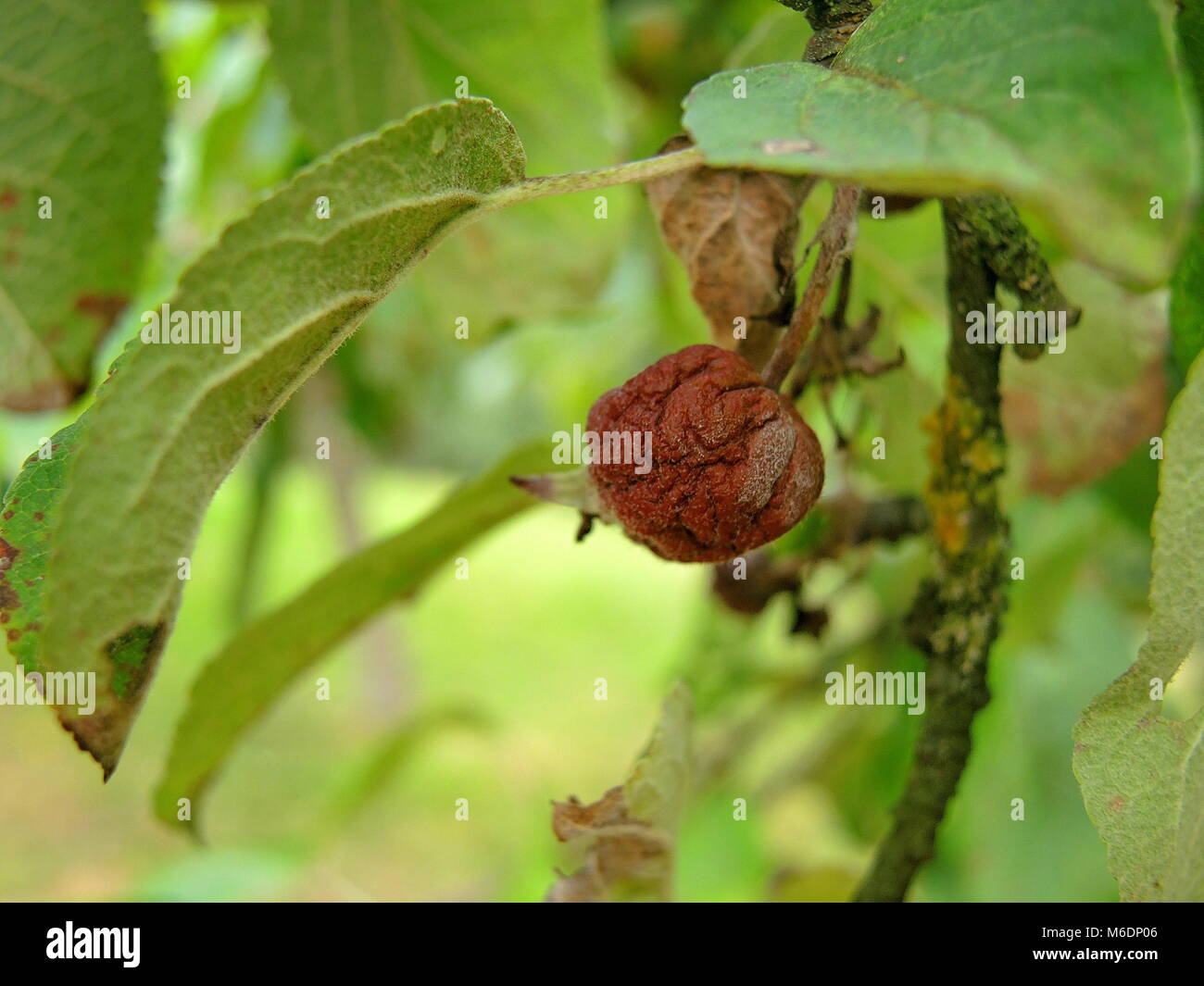 brown rot 6 Stock Photo - Alamy