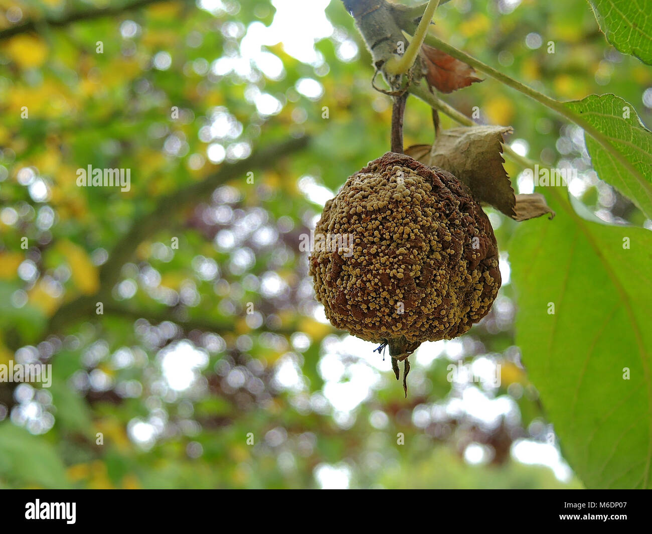 Brown rot hi-res stock photography and images - Alamy