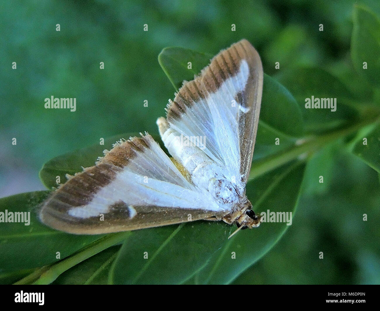 Pyralid hi-res stock photography and images - Alamy