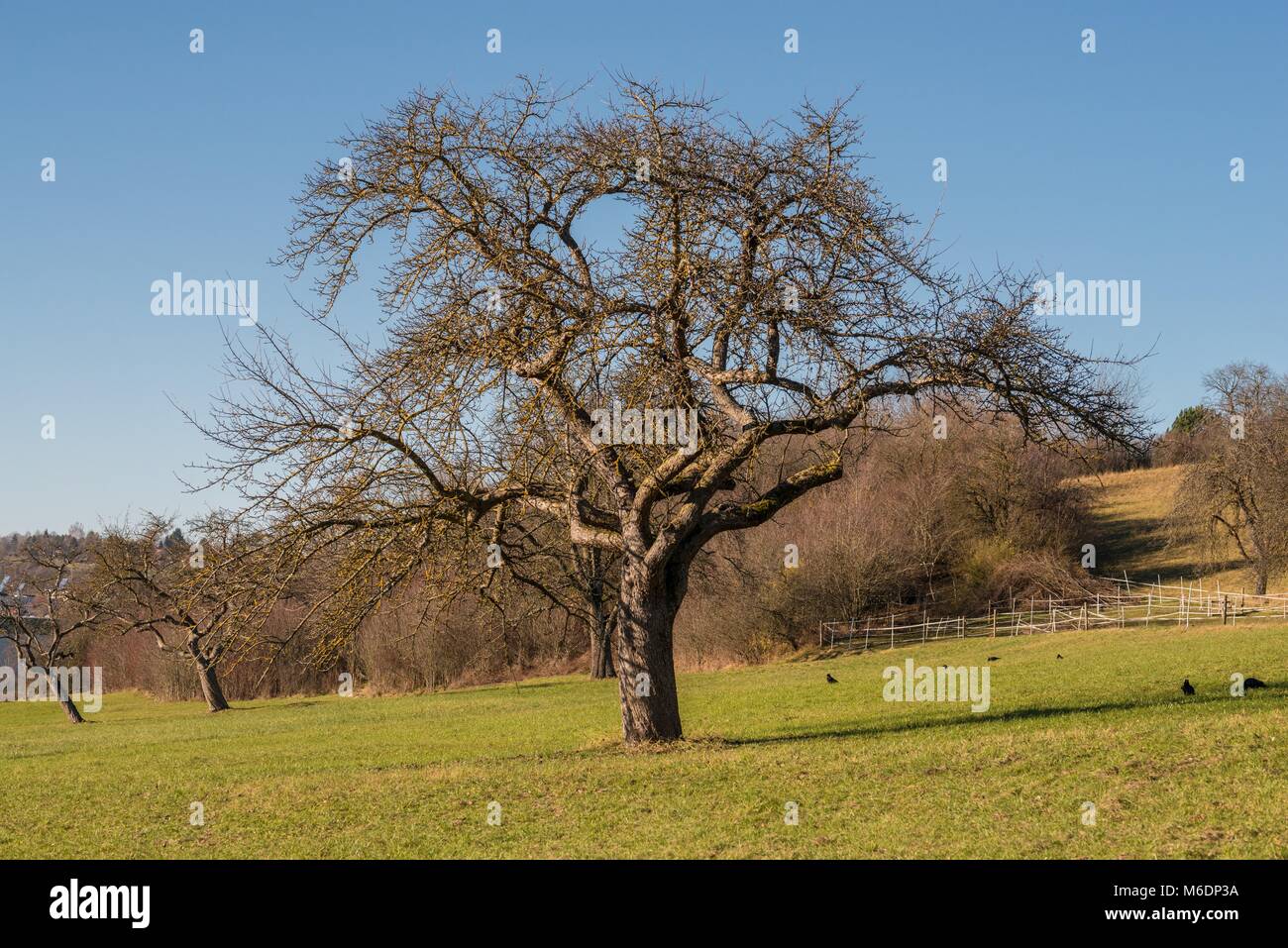 Fruit tree without fruits hi-res stock photography and images - Alamy
