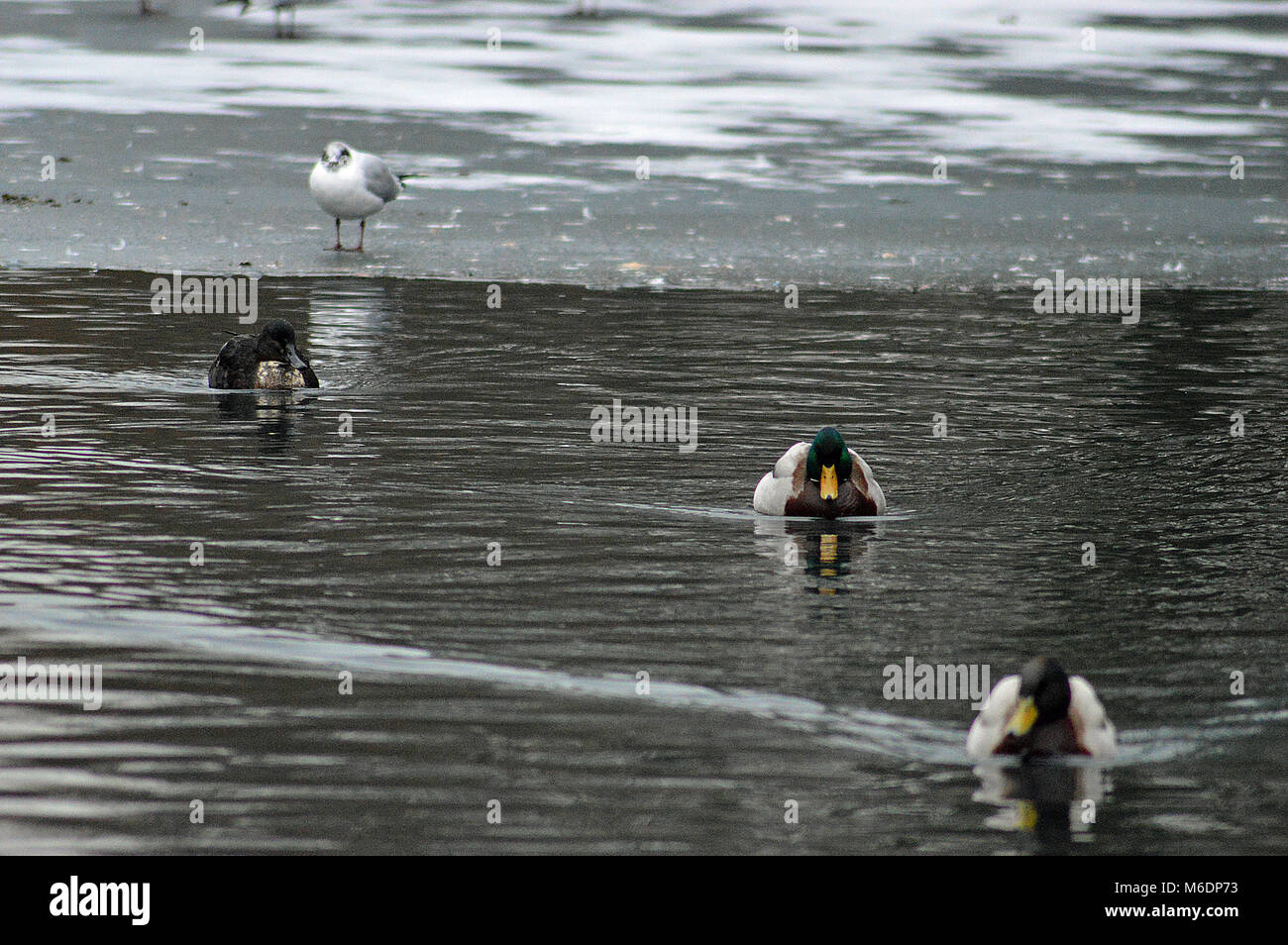 Frozen duck feet hi-res stock photography and images - Alamy