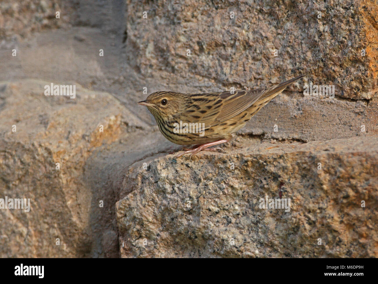 Grounded Bird High Resolution Stock Photography and Images - Alamy