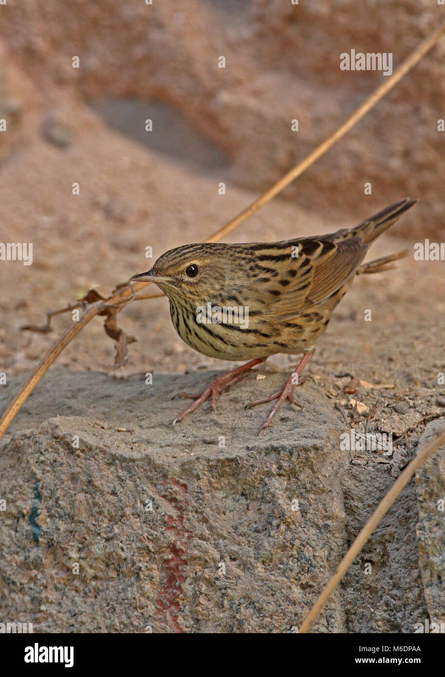 Grounded Bird High Resolution Stock Photography and Images - Alamy