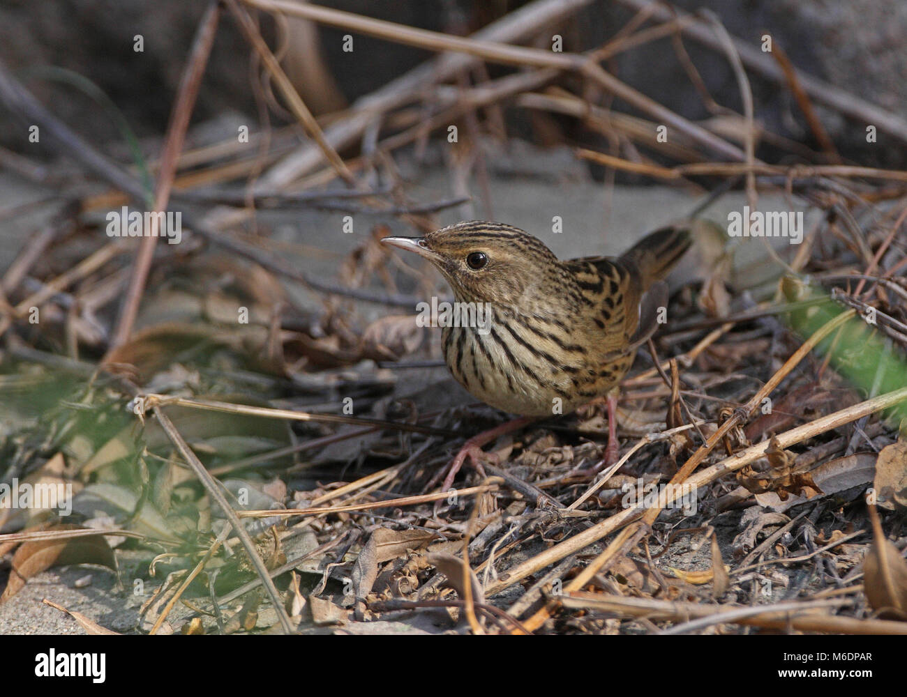 Grounded bird hi-res stock photography and images - Alamy