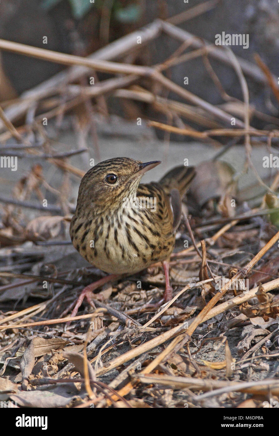 Grounded bird hi-res stock photography and images - Alamy
