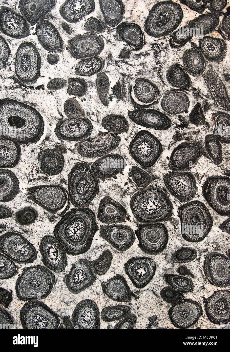 Fossil stone background Stock Photo - Alamy