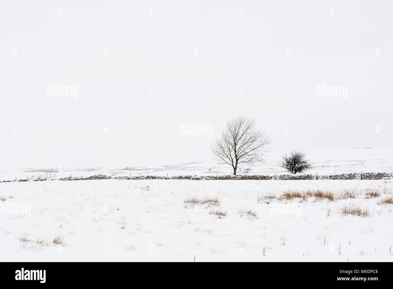 Minimal snow landscape with tree and wall Stock Photo - Alamy