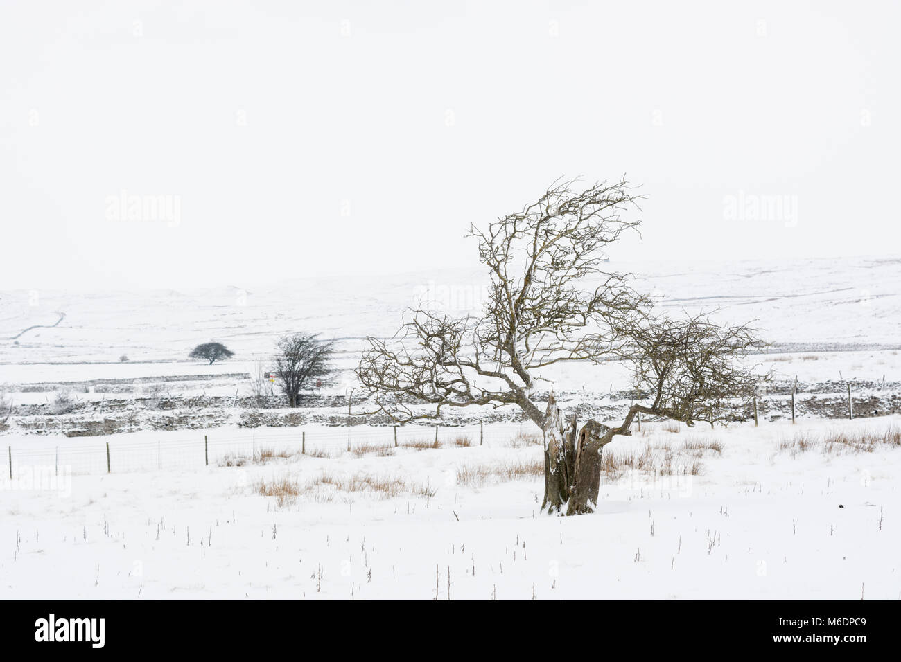 Old tree in the snow Stock Photo - Alamy