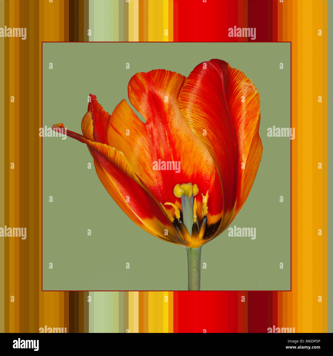 Greetings card design Tulip 'Flair' with complementing striped ...