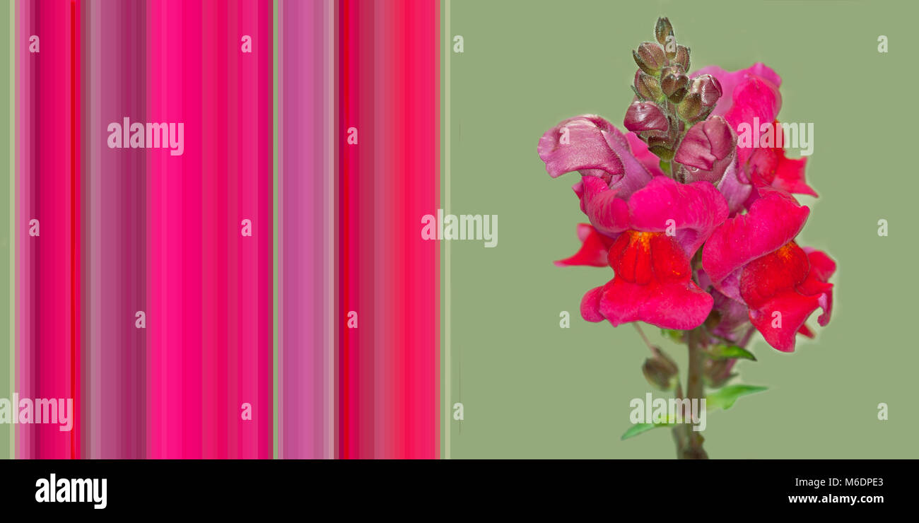 Greetings card design Red Snapdragon with complementing striped ...