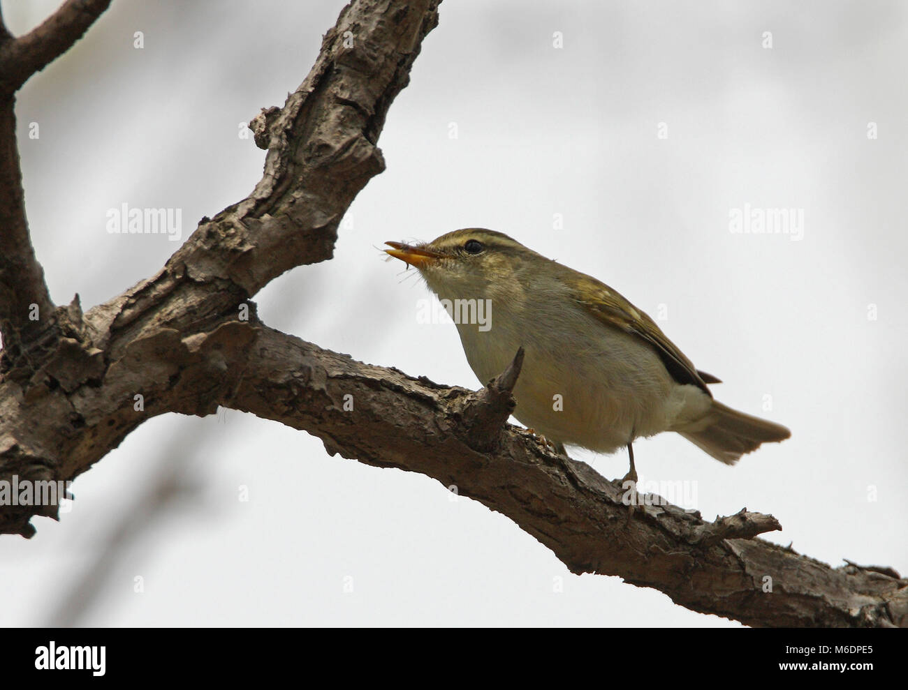Two barred warblers hi-res stock photography and images - Alamy