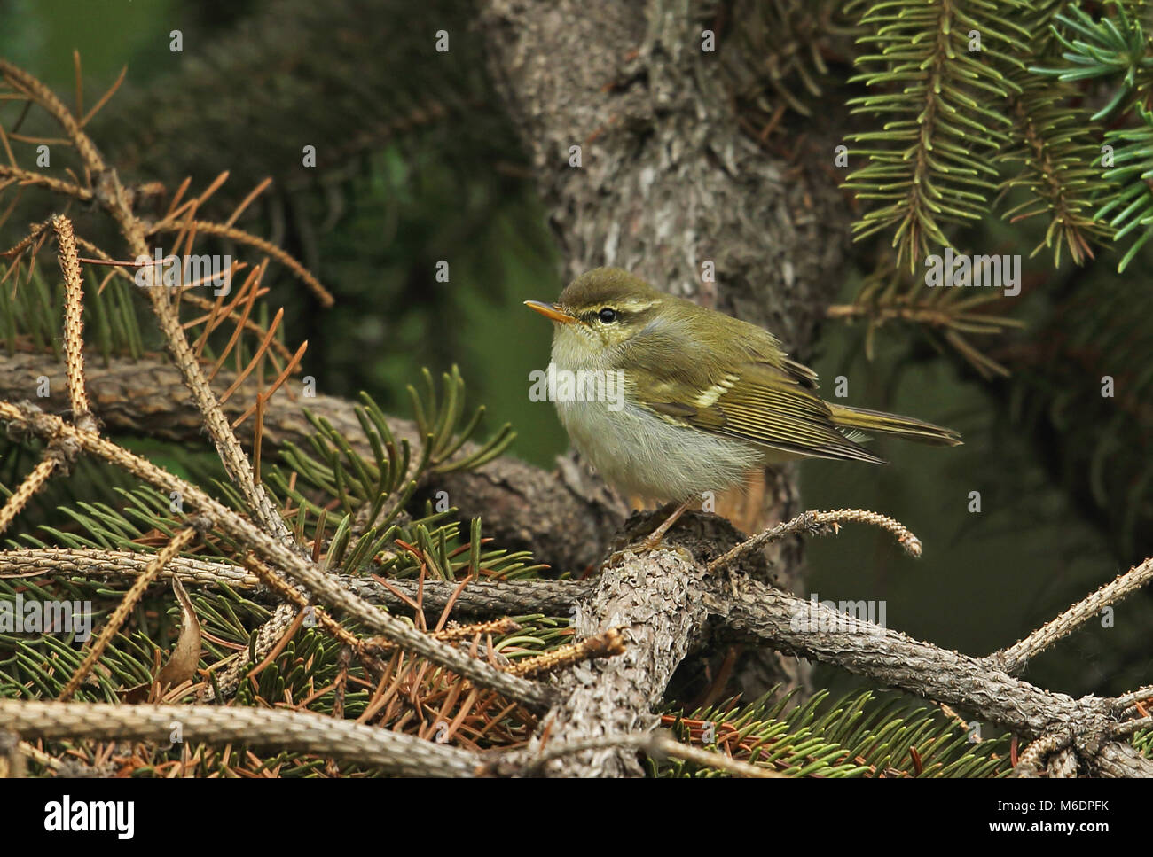 Two barred warblers hi-res stock photography and images - Alamy