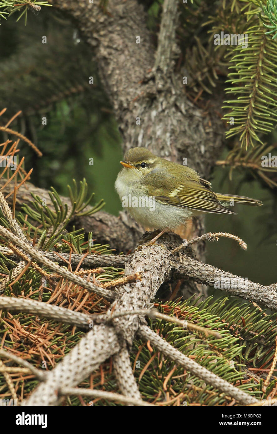 Two barred warblers hi-res stock photography and images - Alamy