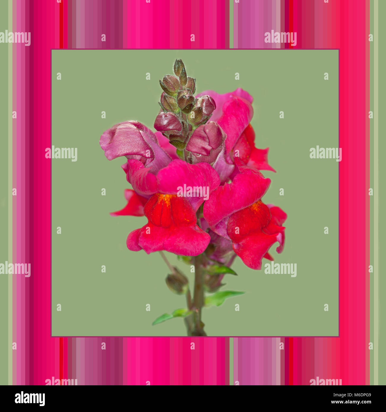 Greetings card design Red Snapdragon with complementing striped ...