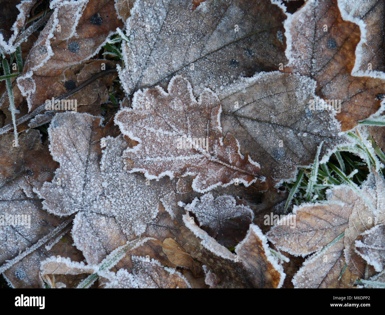 different frosty leaves from trees Stock Photo - Alamy