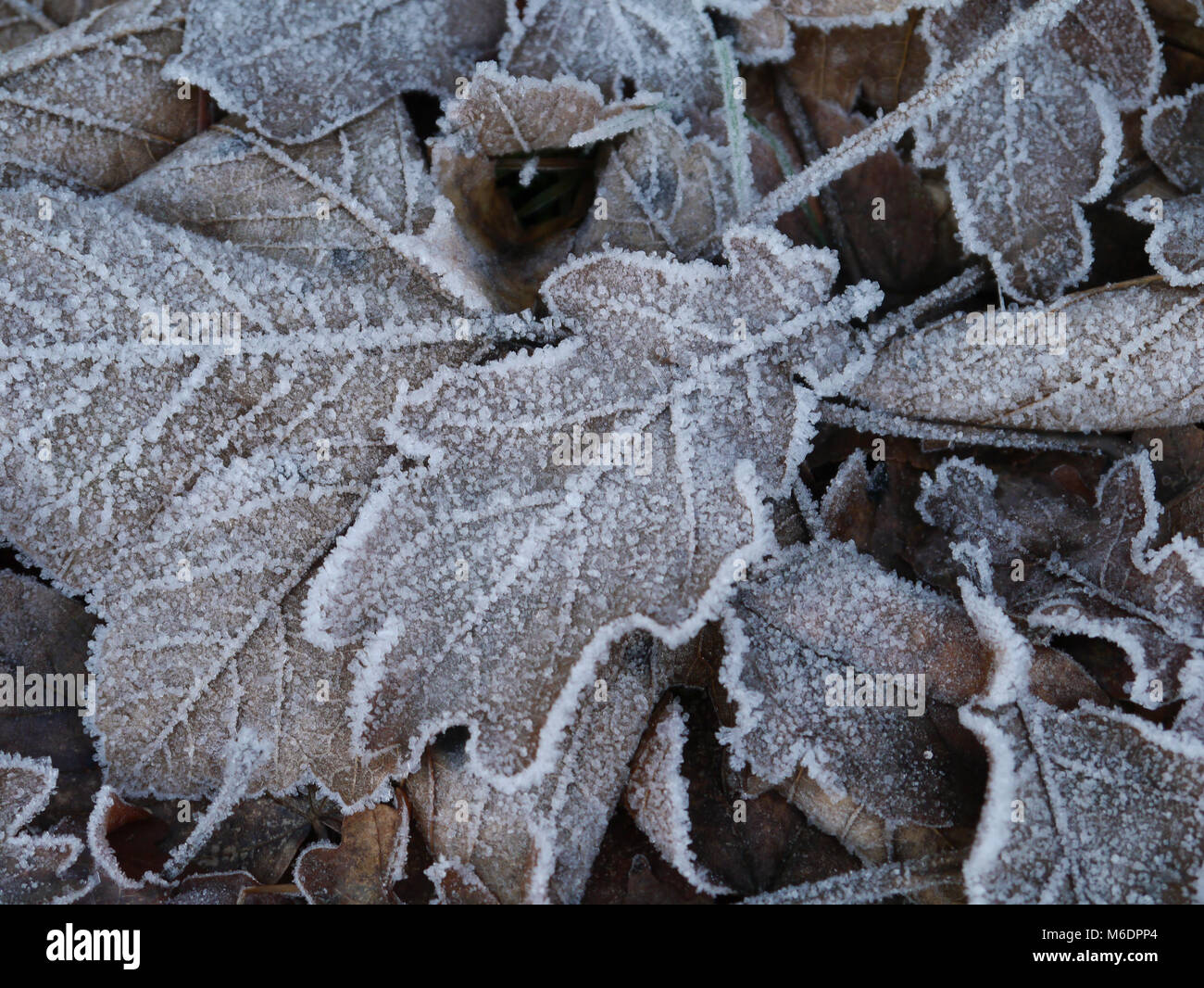 Frosty leaves hi-res stock photography and images - Alamy